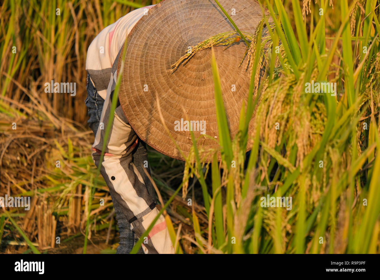 Harvest season. A woman farmer harvesting ripe rice by hand, sickle on ...