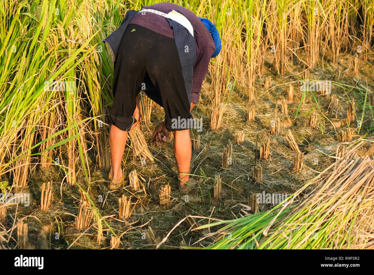 Sickle Harvesting High Resolution Stock Photography and Images - Alamy