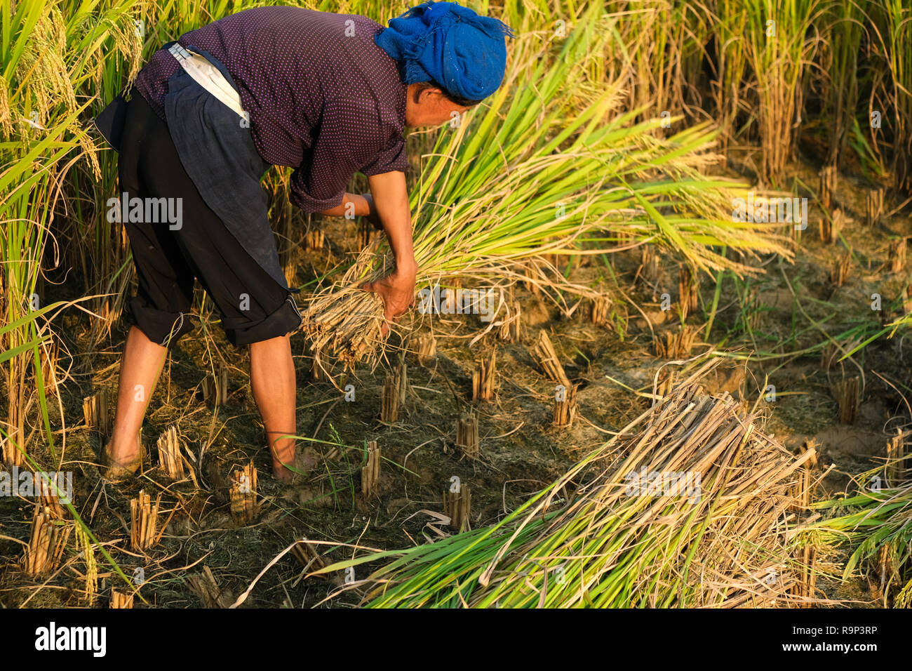 Hand Sickle High Resolution Stock Photography and Images - Alamy