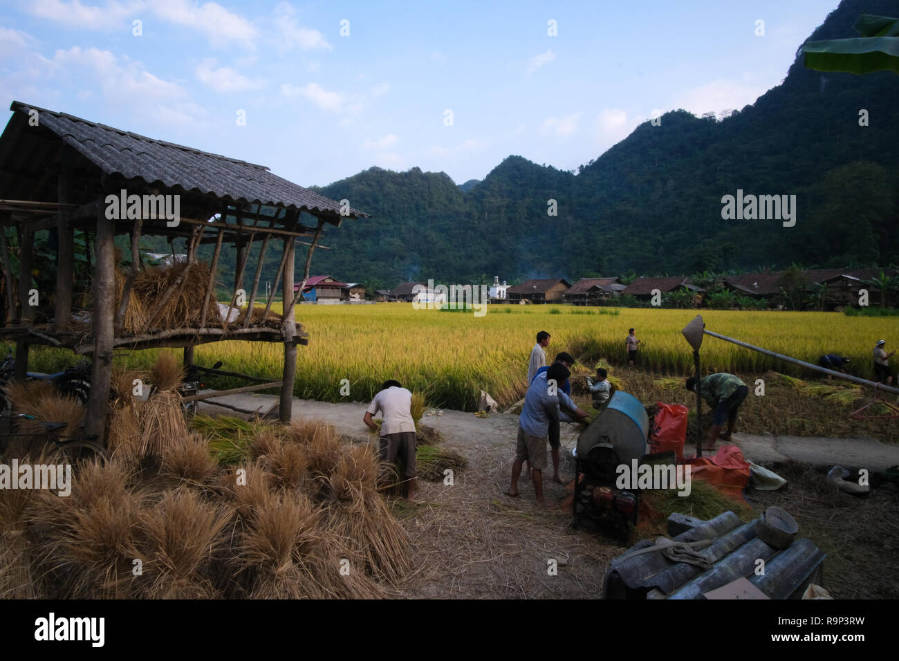 Harvest season. Group of farmers harvesting ripe rice by hand, sickle ...