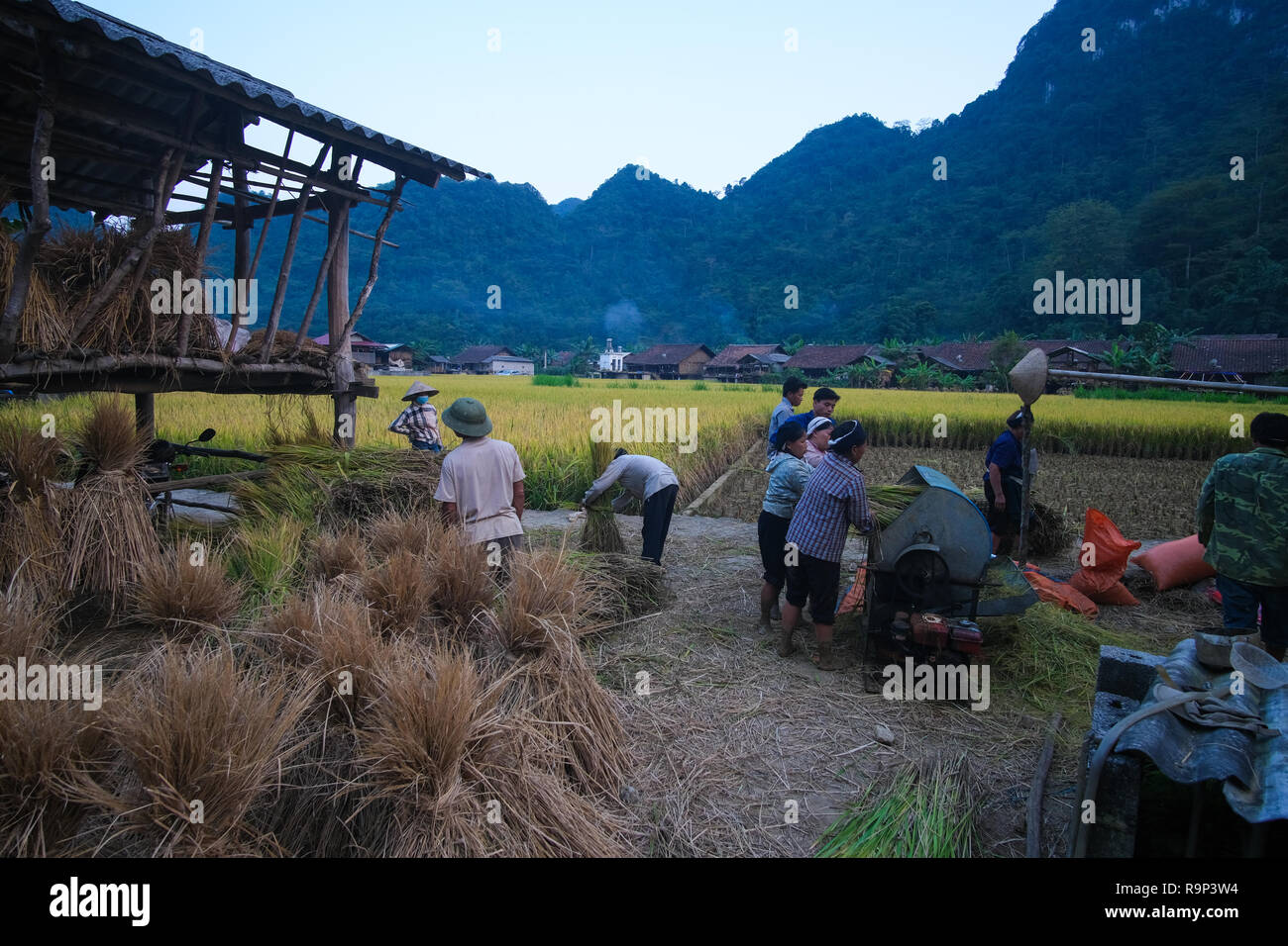 Harvest season. Group of farmers harvesting ripe rice by hand, sickle ...