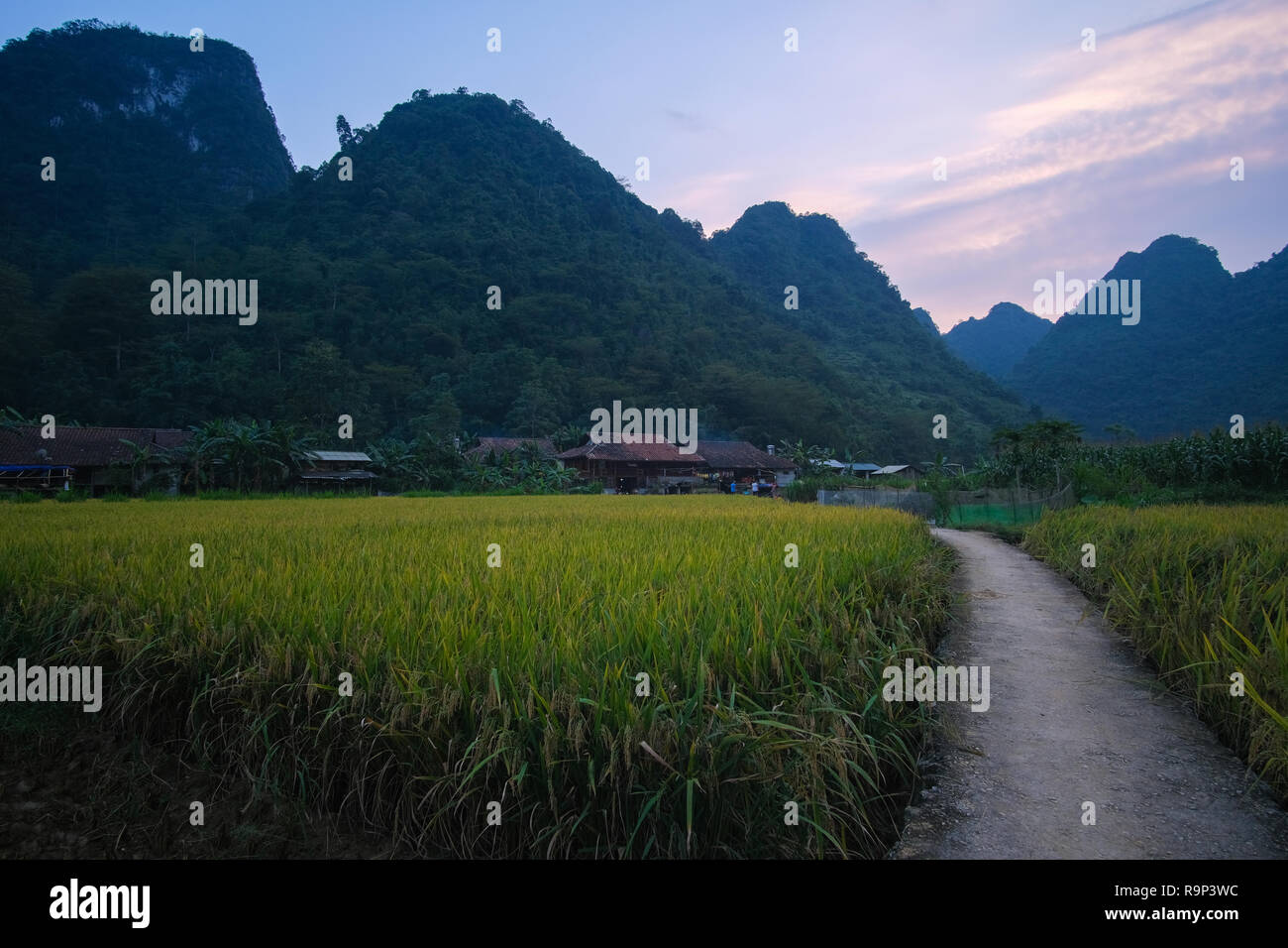 Vietnam traditional house in northern Vietnam. Yellow rice field in ...