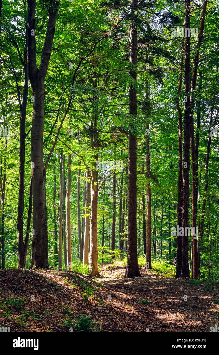 Beautiful green forest landscape. Trees in the forest lit by the sun in ...