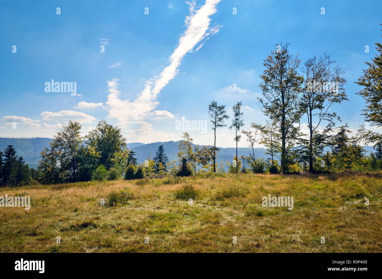 Summer glade hi-res stock photography and images - Alamy