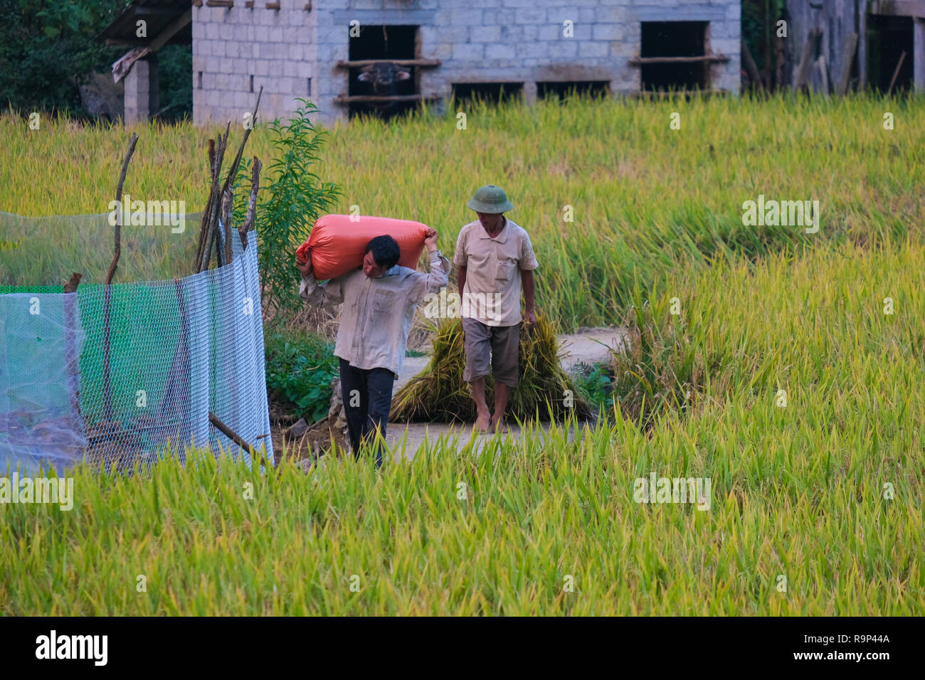 Mekong delta rice paddy field worker hi-res stock photography and ...