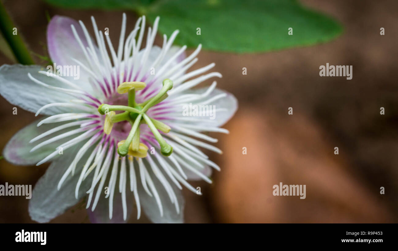 Passiflora foetida flower, wild plant used for medicinal purpose in ...