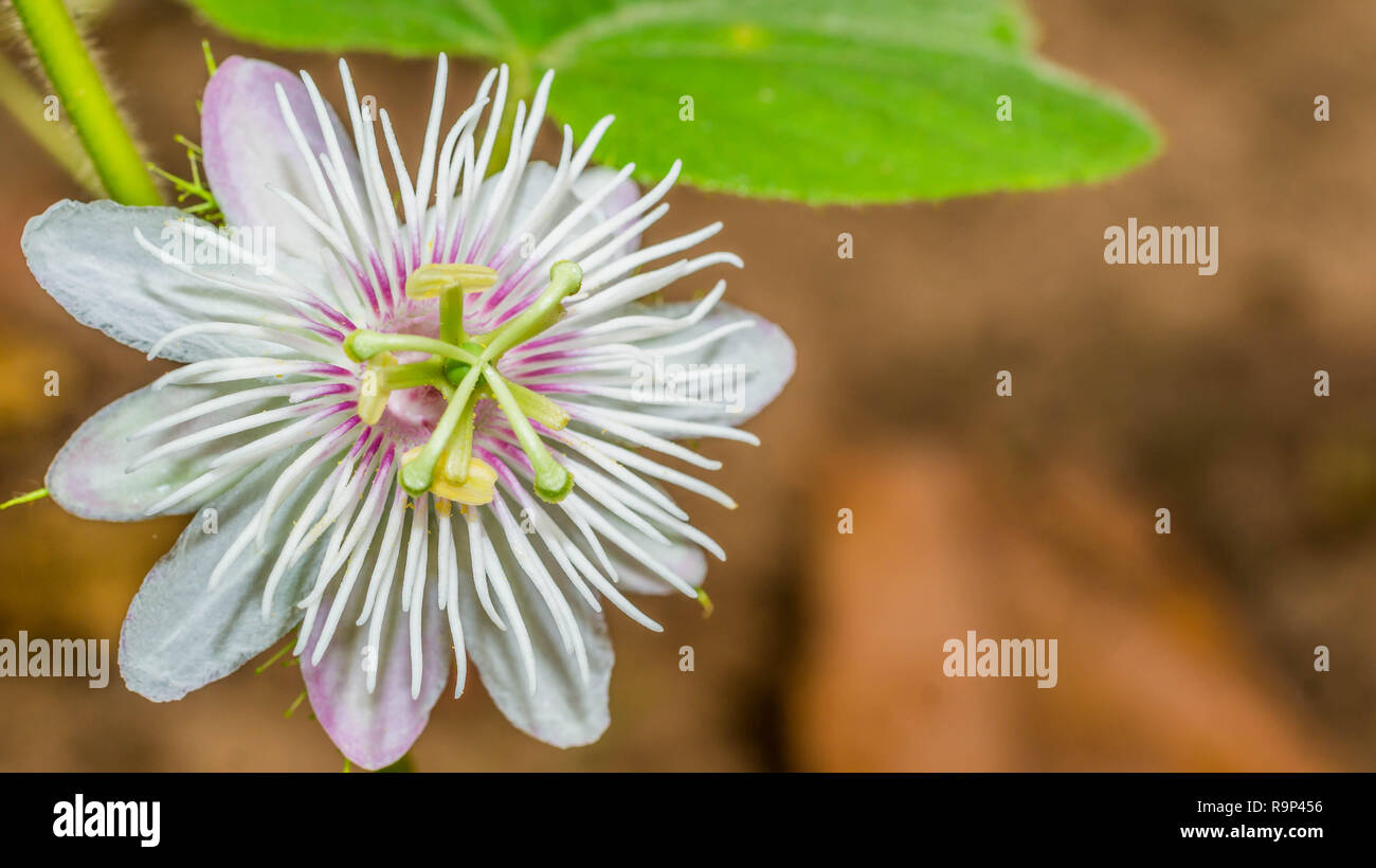 Passiflora foetida flower, wild plant used for medicinal purpose in ...