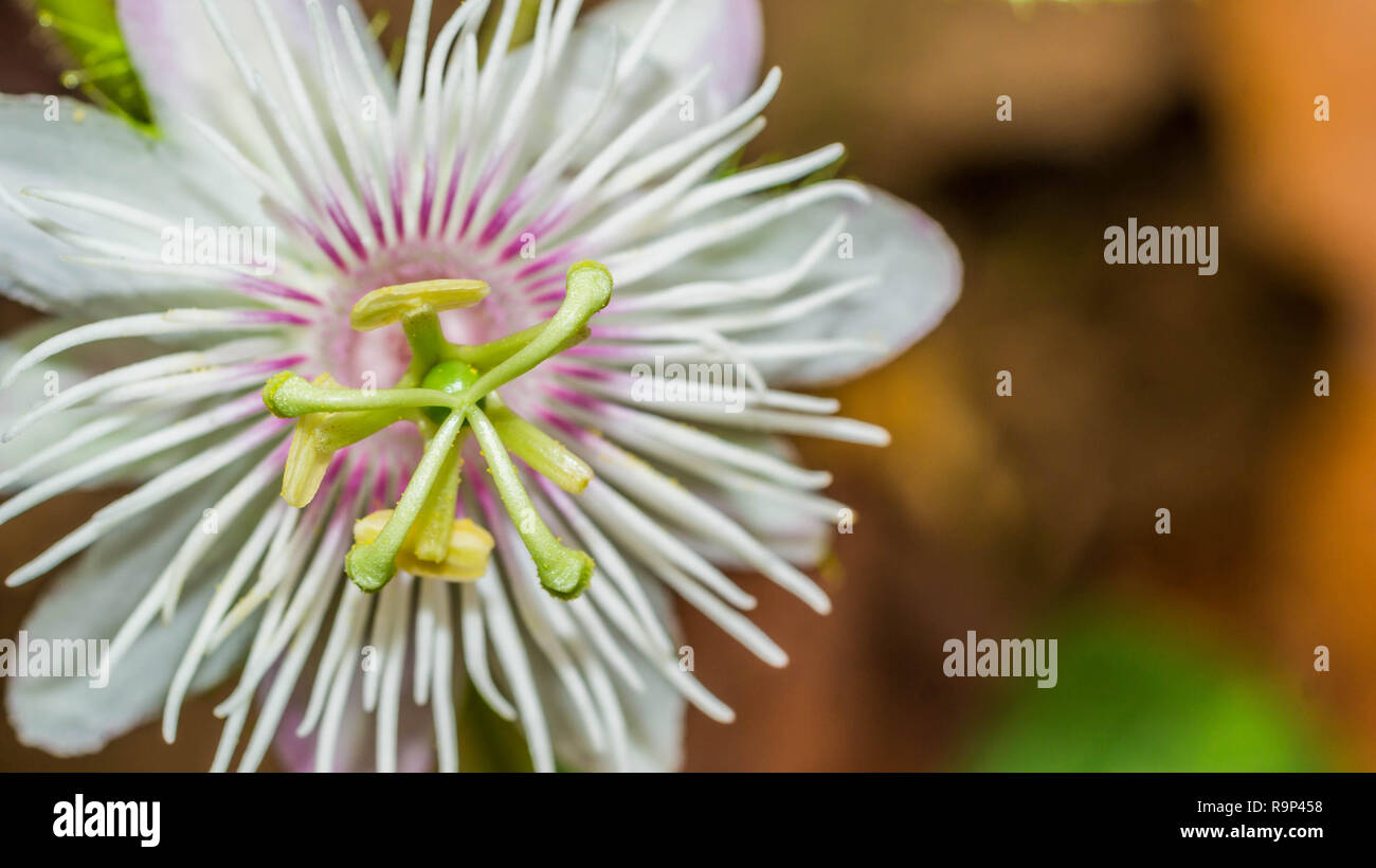 Passiflora foetida flower, wild plant used for medicinal purpose in ...