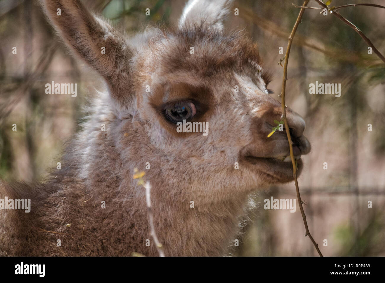 Profile llama animal head hi-res stock photography and images - Alamy