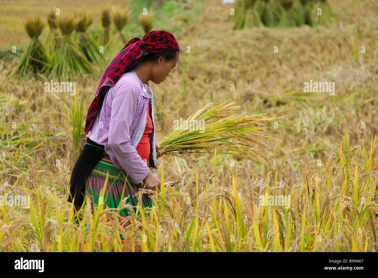Harvest season. A woman farmer harvesting ripe rice by hand, sickle on ...
