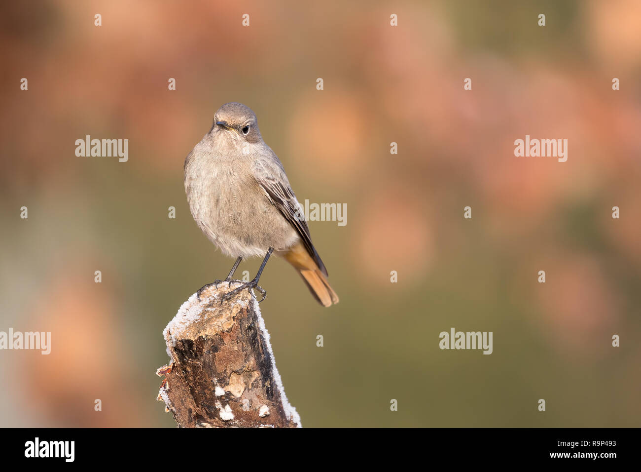 The common redstart in frozen morning (Phoenicurus phoenicurus Stock ...