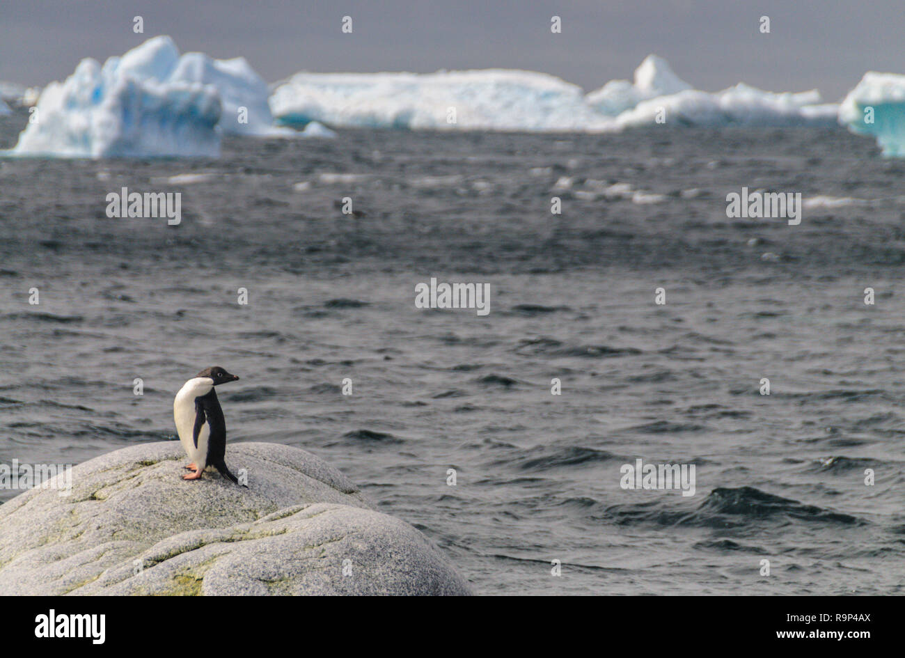 Hatchling penguin hi-res stock photography and images - Alamy