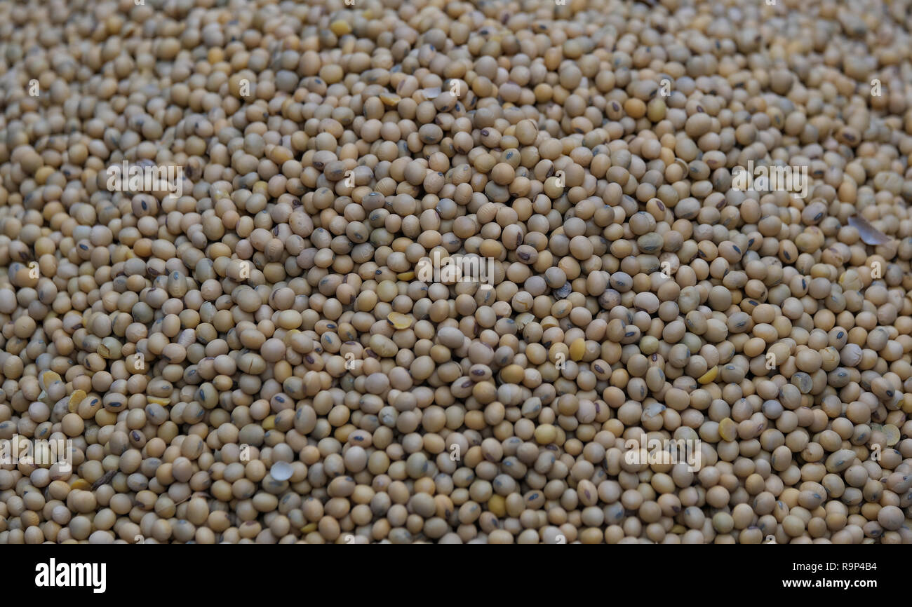 Soya bean seed, soybeans or Glycine max. Royalty high-quality free ...