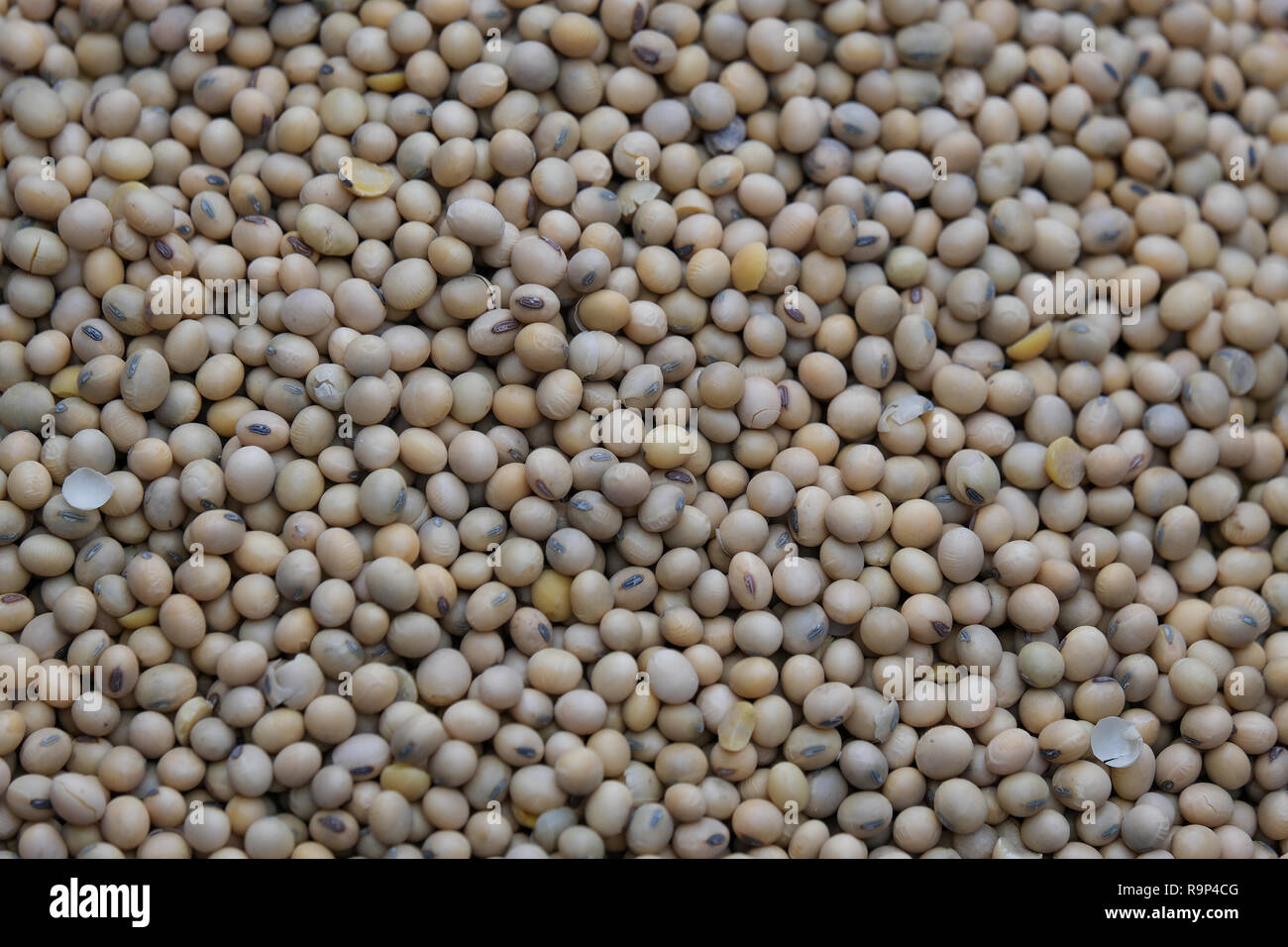 Soya bean seed, soybeans or Glycine max. Royalty high-quality free ...