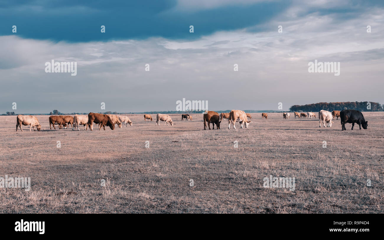 traditional hungarian cattle in Hortobagy National Park, Hungary ...