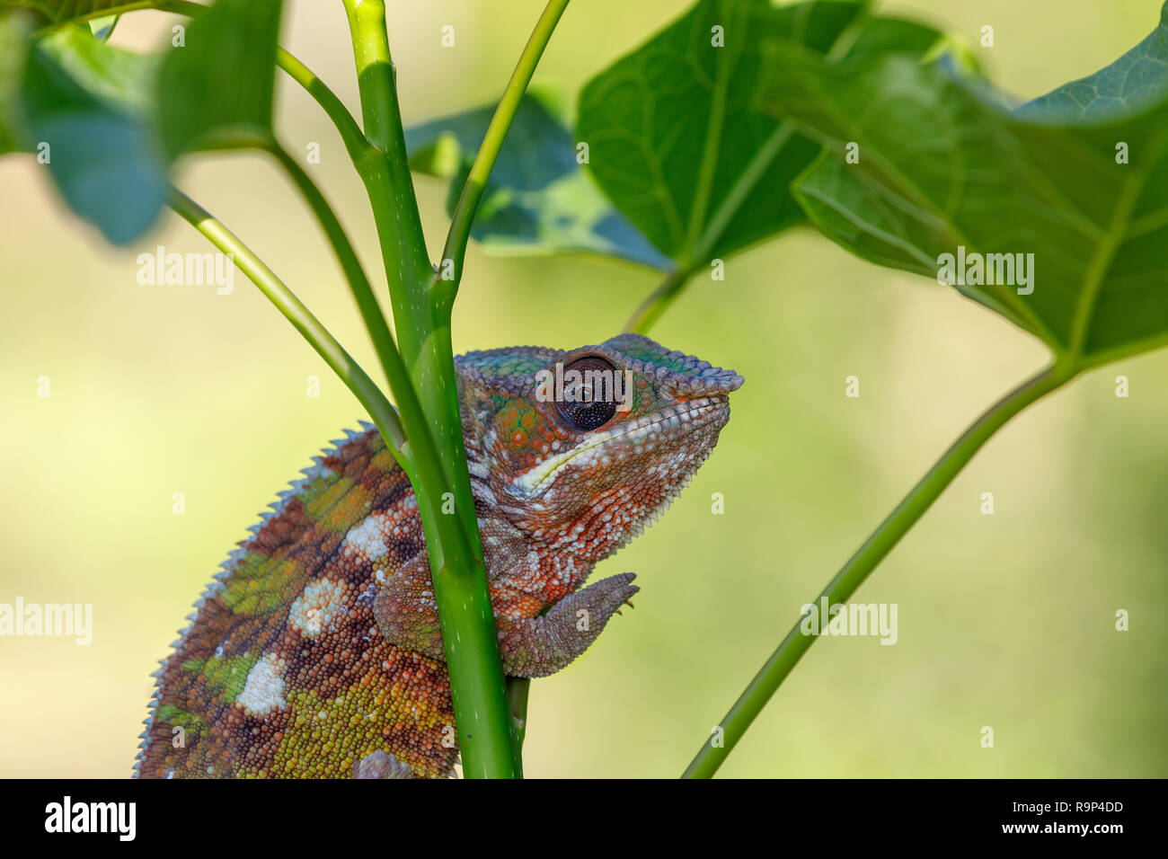 panther chameleon (Furcifer pardalis) in natural habitat in rainforest ...