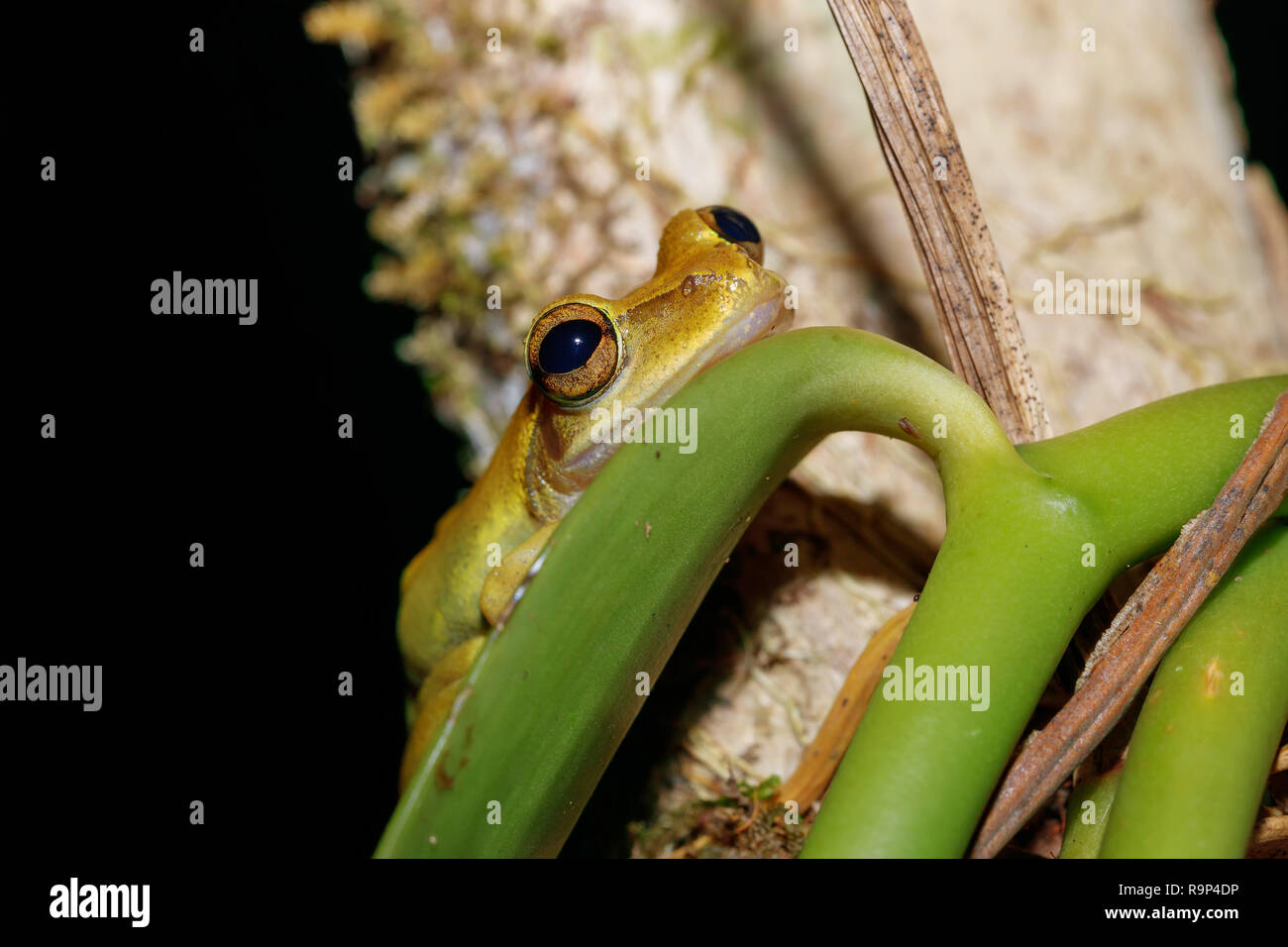 tree frog Boophis rhodoscelis, species of frog in the Mantellidae ...