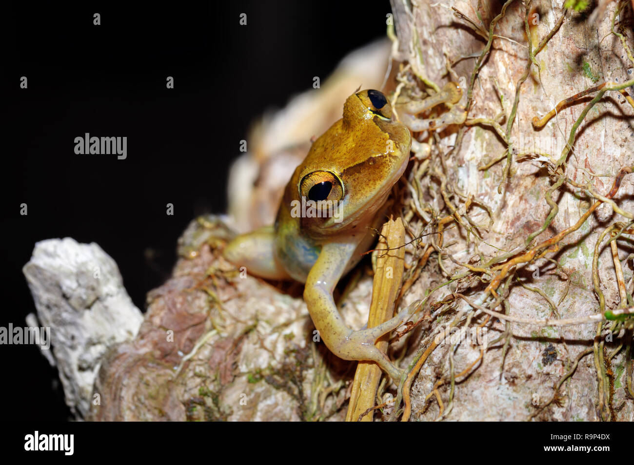 tree frog Boophis rhodoscelis, species of frog in the Mantellidae ...