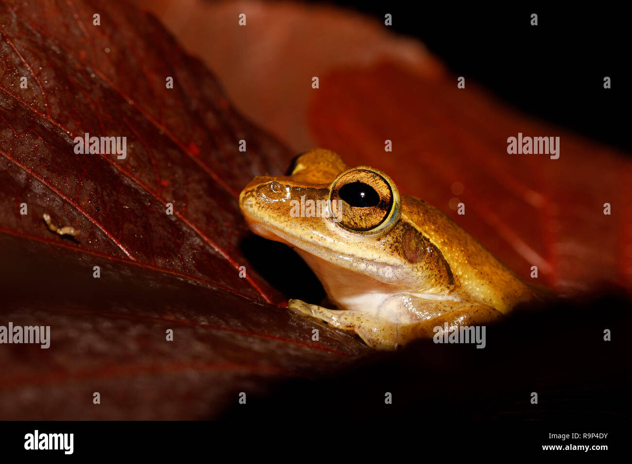 tree frog Boophis rhodoscelis, species of frog in the Mantellidae ...