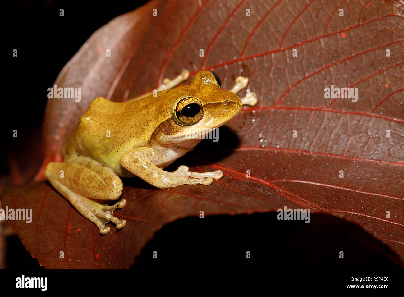 tree frog Boophis rhodoscelis, species of frog in the Mantellidae ...