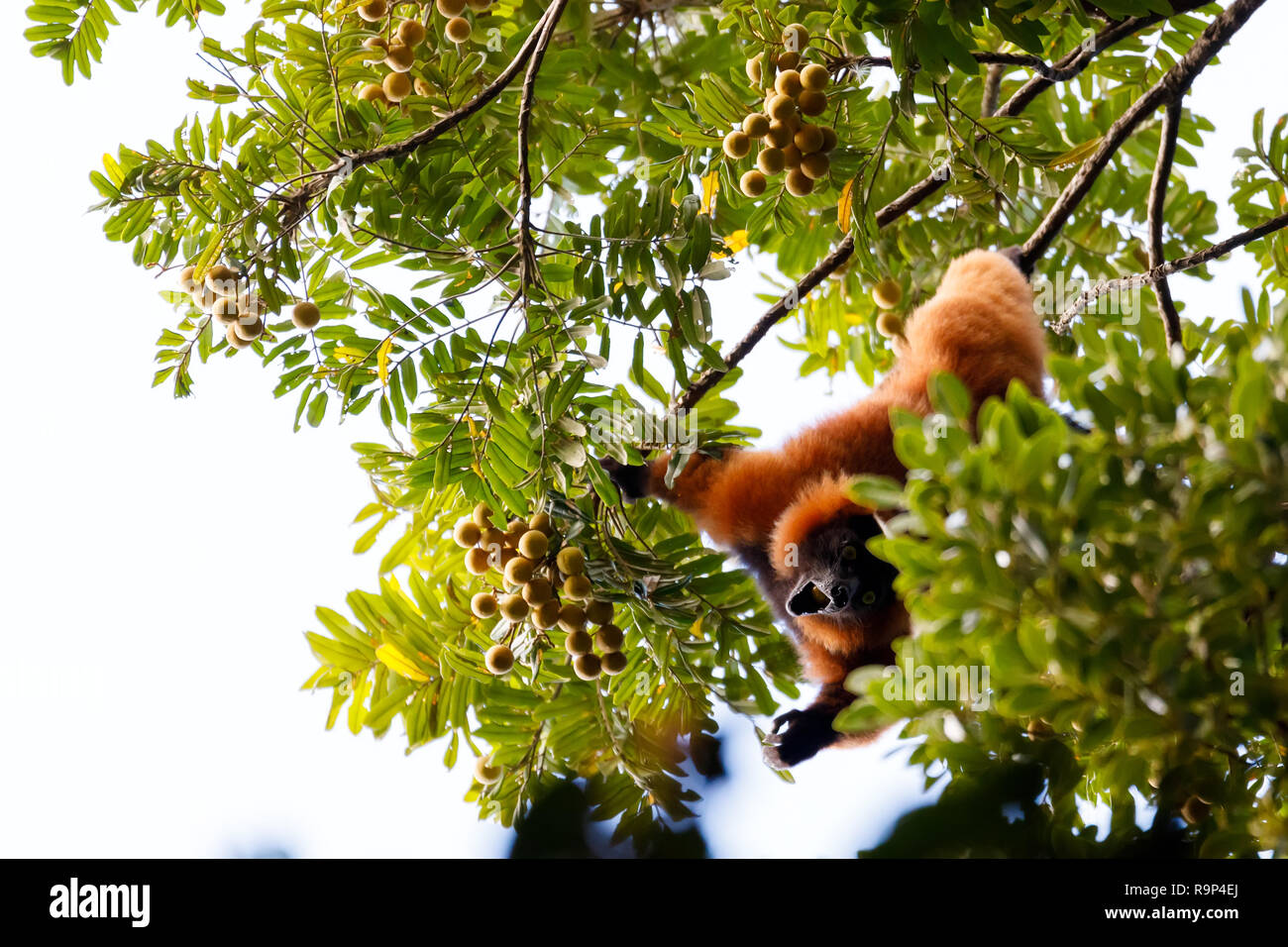 Madagascar Red ruffed lemur feeding on top of tree in natural habitat ...