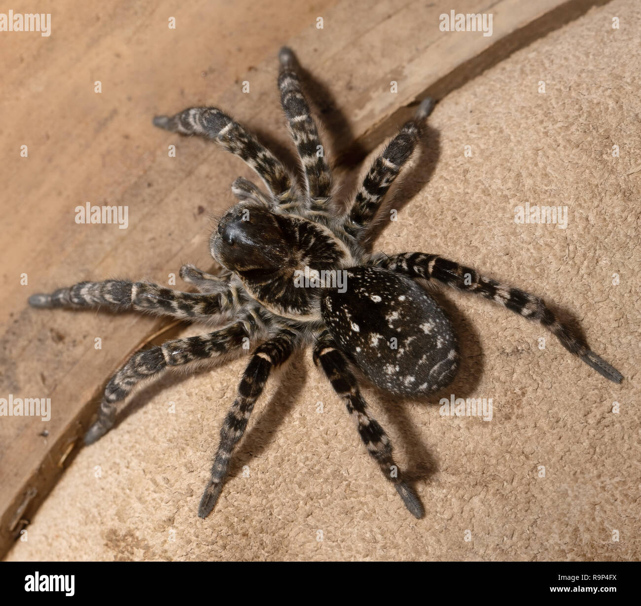 biggest european spider Geolycosa vultuosa, Hortobagy National Park ...