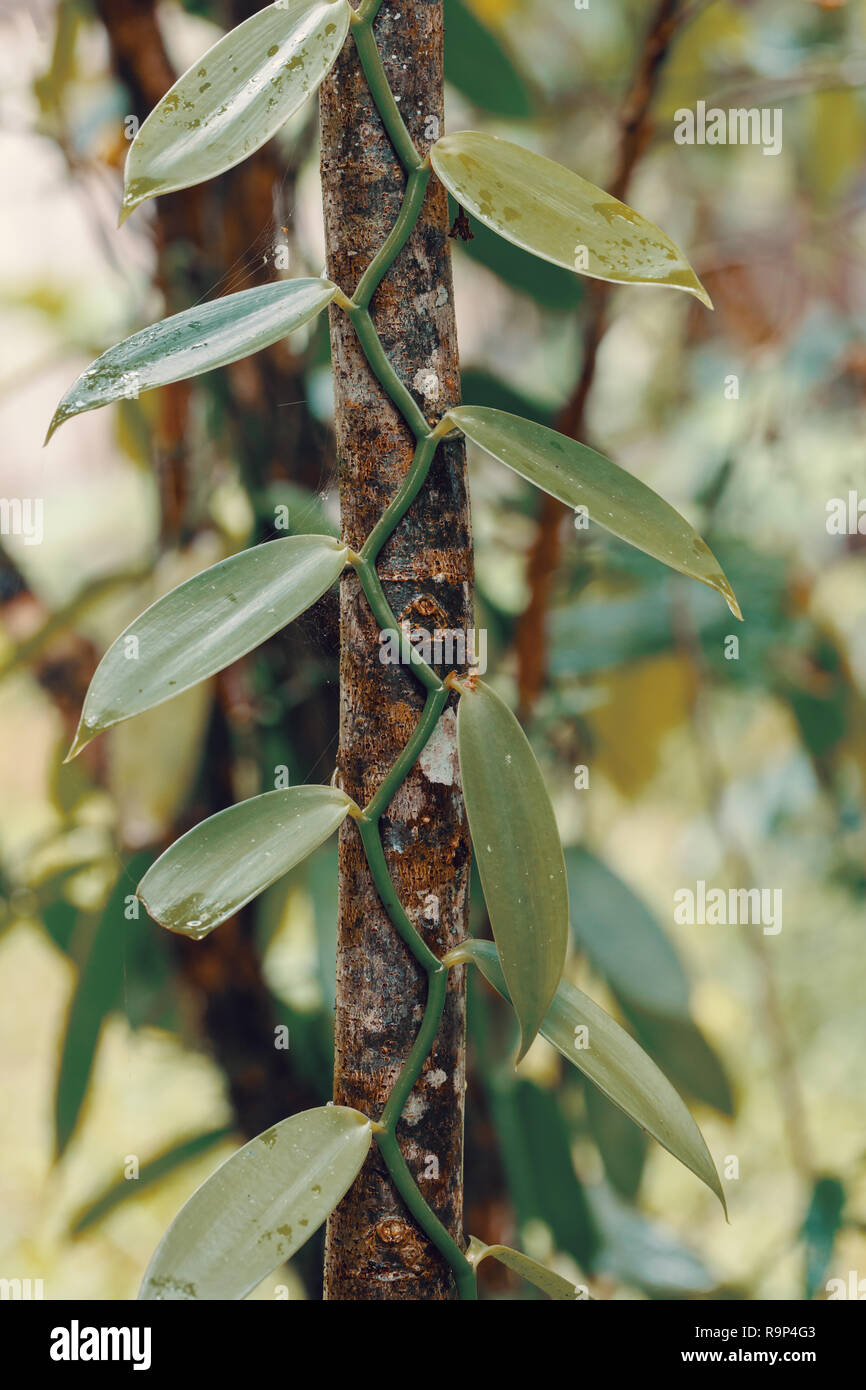 Vanilla spice plant hanged on tree. Masoala natural reserve, Madagascar ...