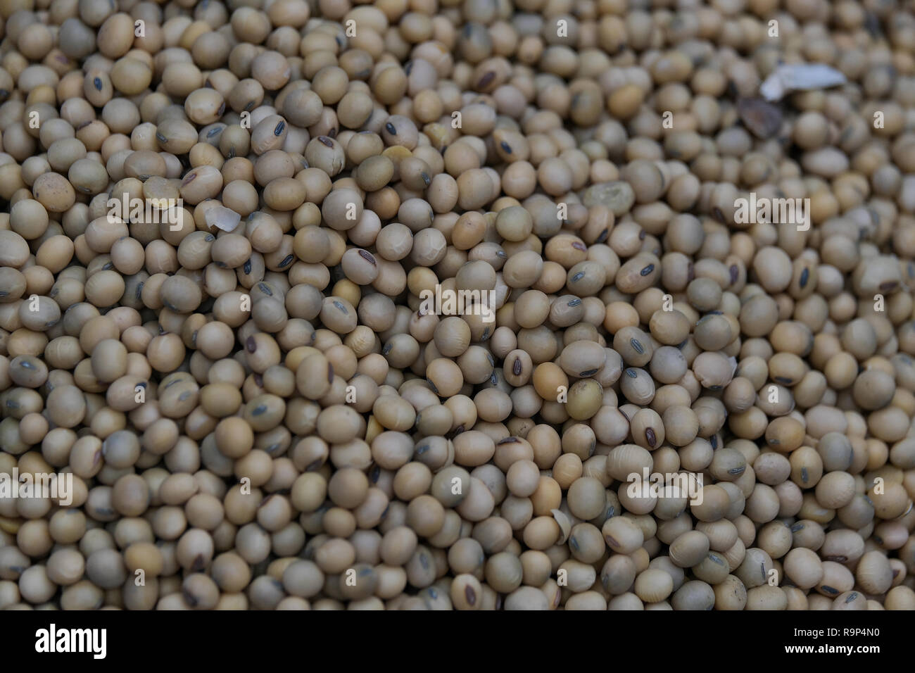 Soya bean seed, soybeans or Glycine max. Royalty high-quality free ...