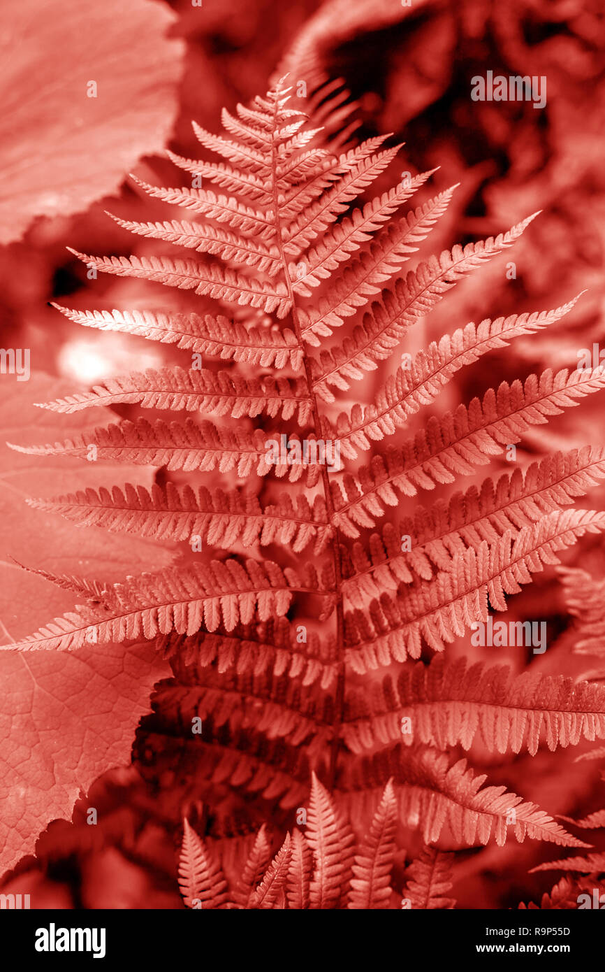 Beautiful natural fern background in Coral - color of the 2019 year ...