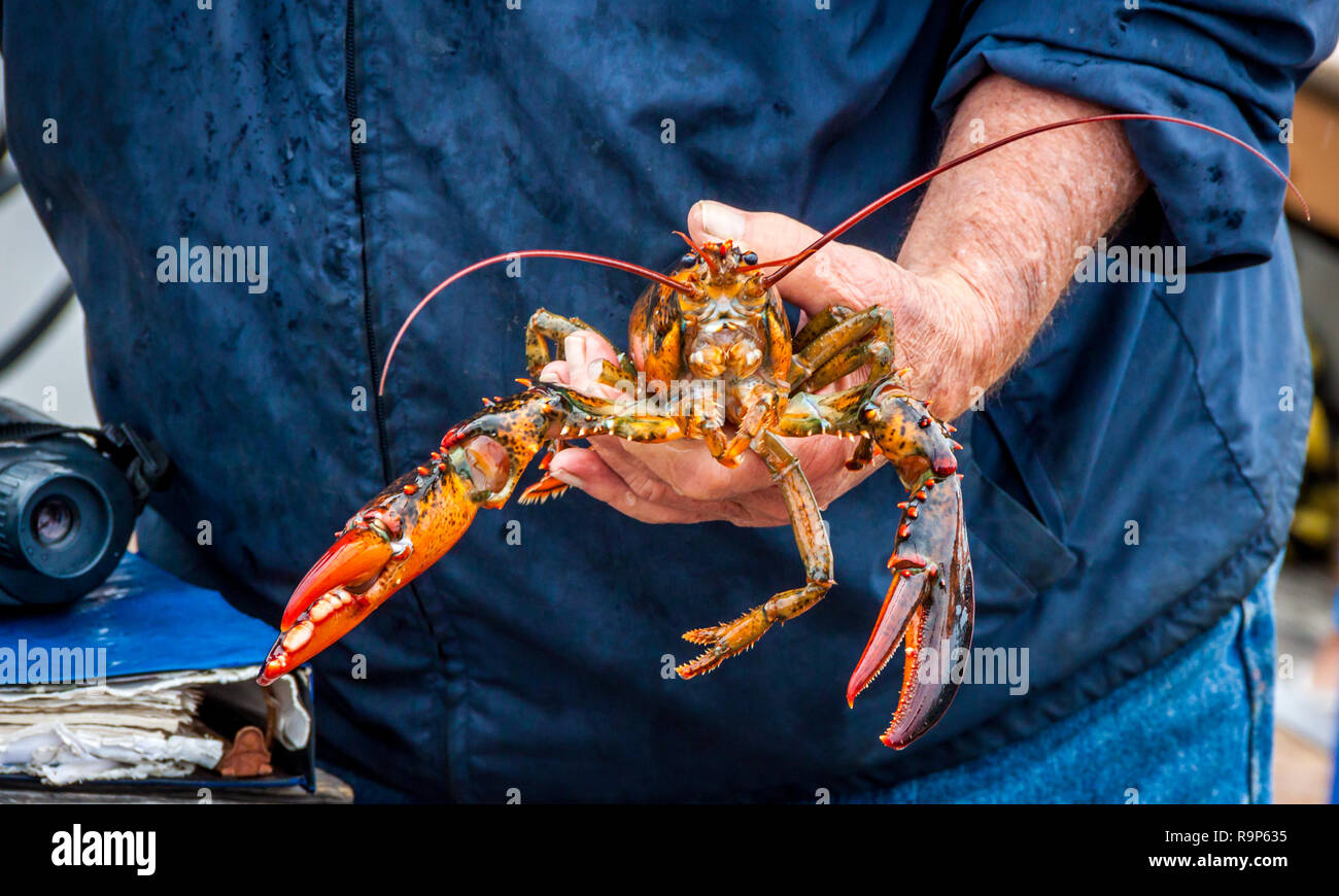 Maine Lobster boat demonstration on catching live lobster, banding ...