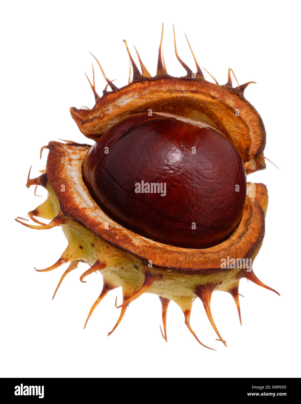 Conker hi-res stock photography and images - Alamy