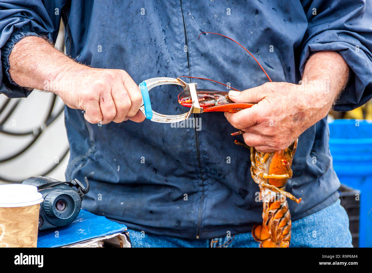 Maine Lobster boat demonstration on catching live lobster, banding ...