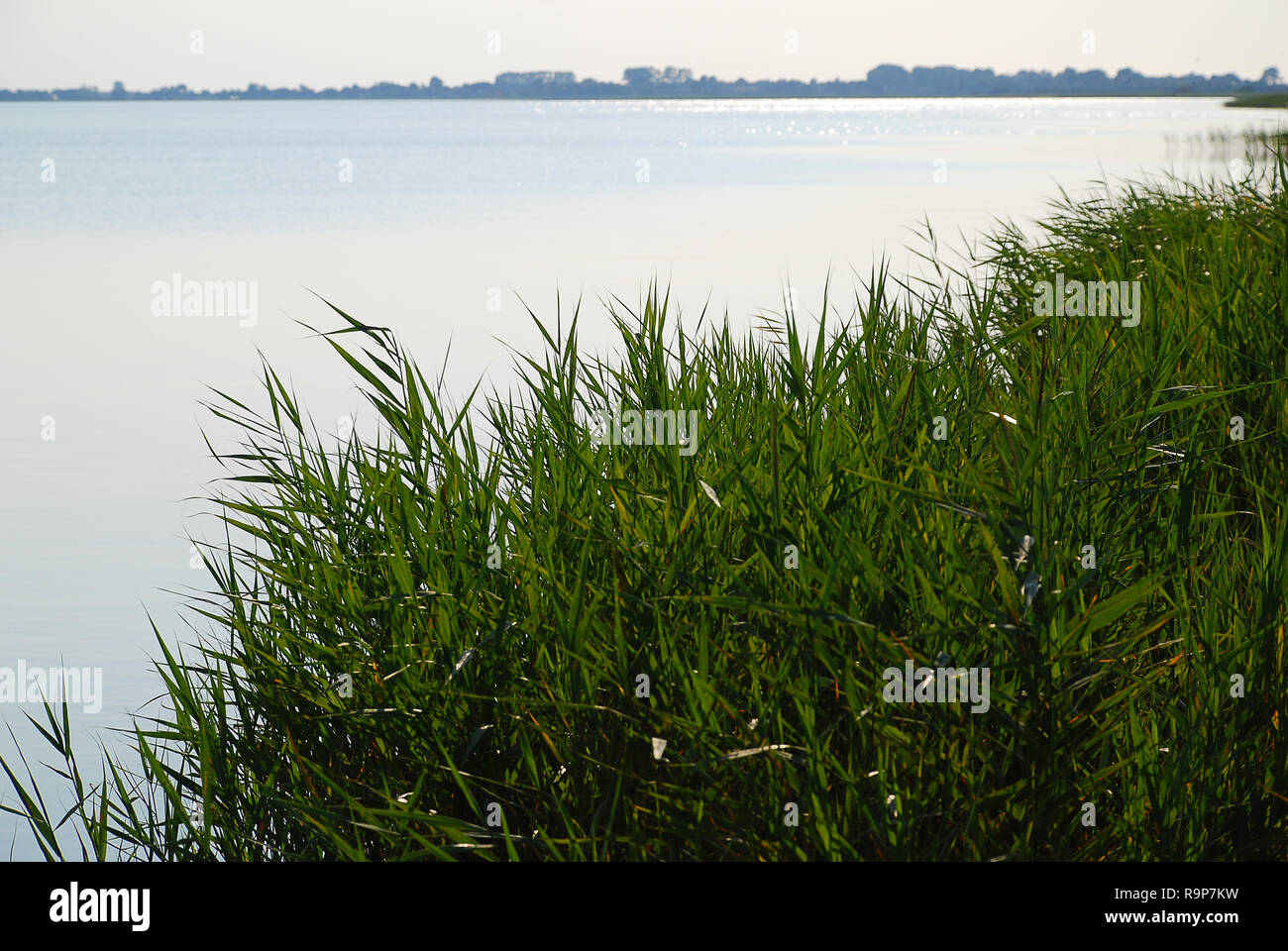 Bodden landscape with coastal plants at Baltic Sea coast on sunny ...