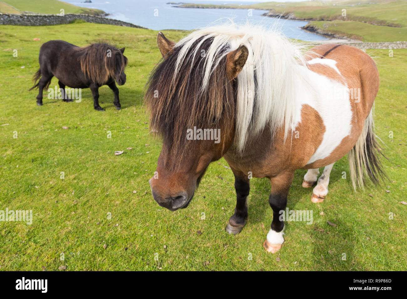 Free range Shetland ponies, Shetland Isles Stock Photo - Alamy