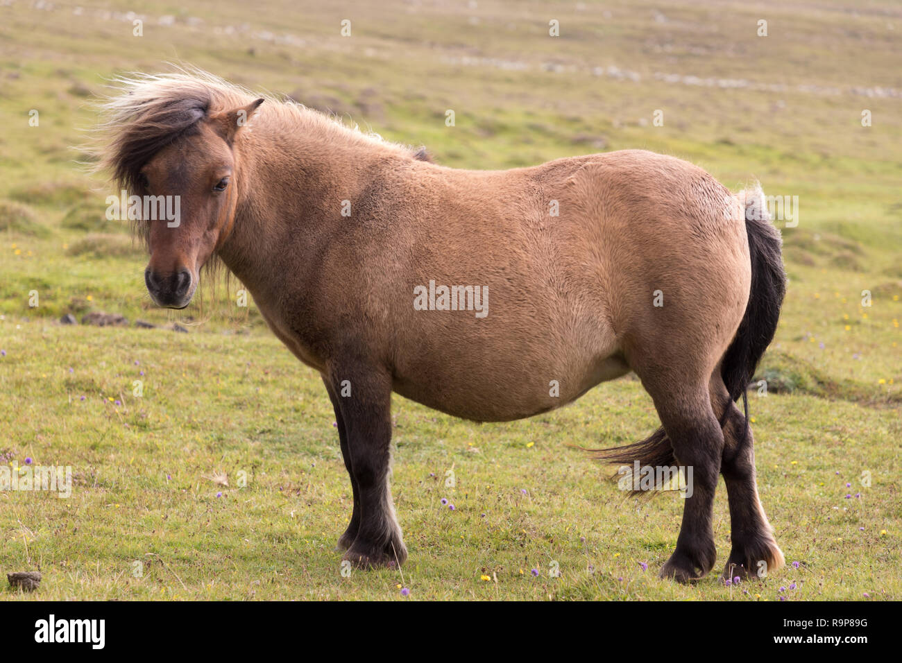 Free range Shetland ponies, Shetland Isles Stock Photo - Alamy