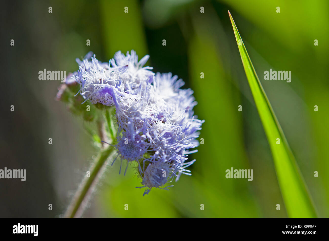Purple Flower, Madongo Village, Sagada, Mountain Province, Luzon ...