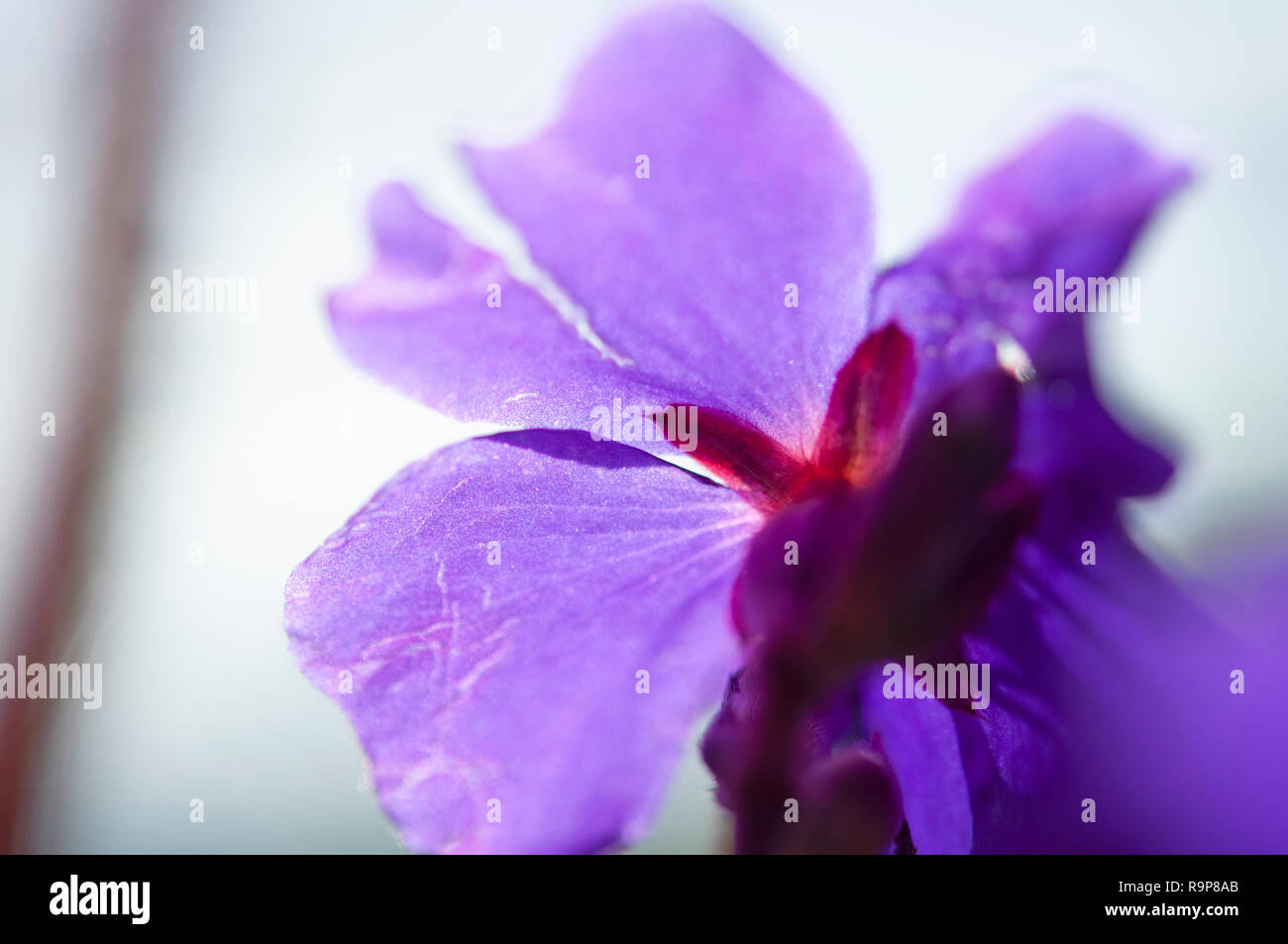 Pink Flower, Madongo Village, Sagada, Mountain Province, Luzon ...