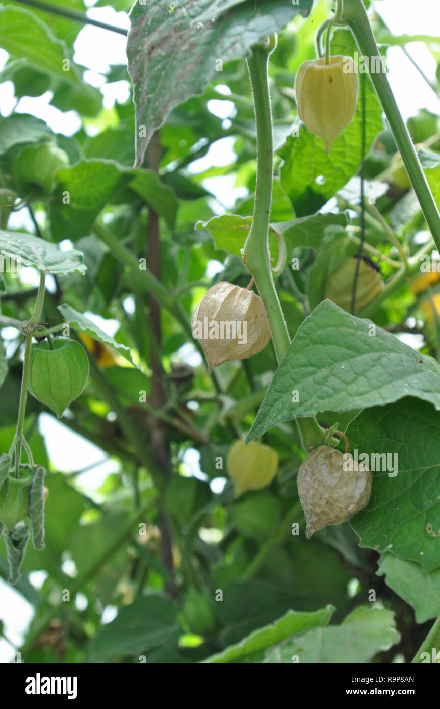 Gooseberries in an organic garden in Madongo Village, Sagada, Mountain ...