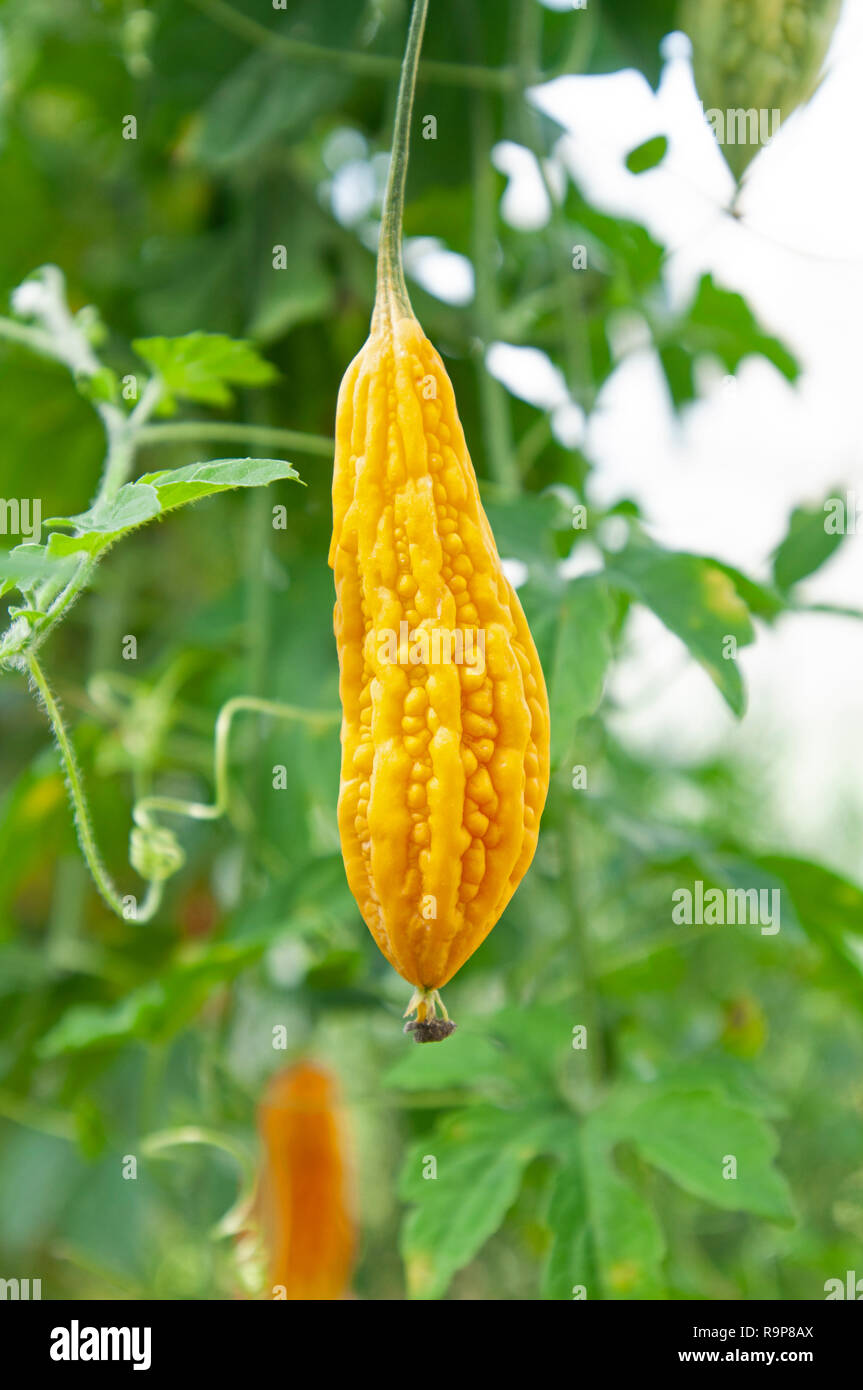 Bittermellon, Maragoso in a garden at Madongo Village, Sagada, Mountain ...