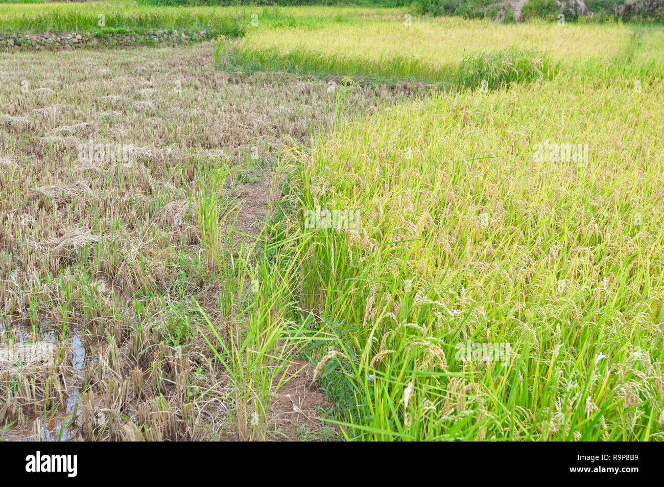 Madongo Village, Sagada, Mountain Province, Luzon, Philippines, South ...