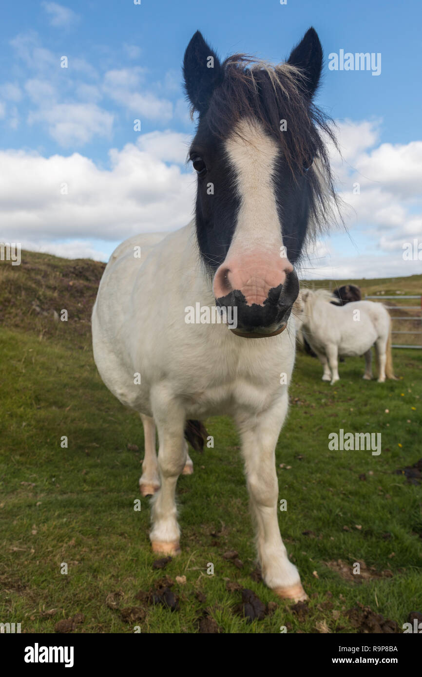 Fetlar shetland ponies hi-res stock photography and images - Alamy