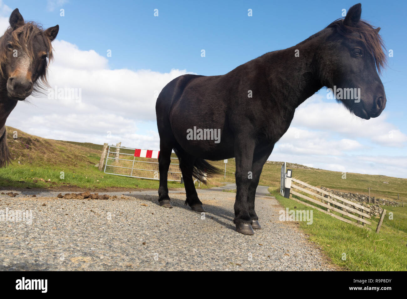 Shetland ponies wild hi-res stock photography and images - Alamy