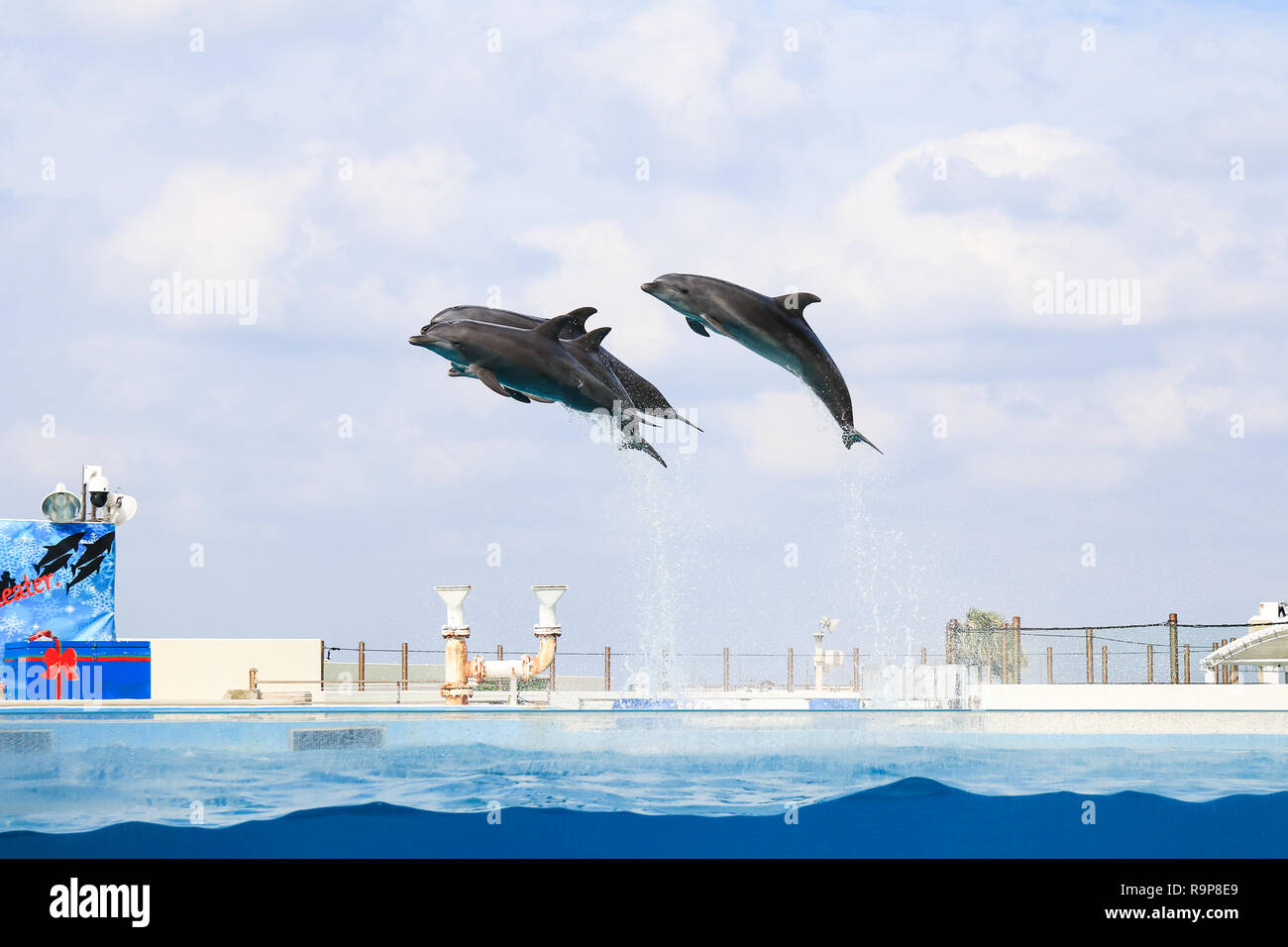 Japan dolphin show hi-res stock photography and images - Alamy