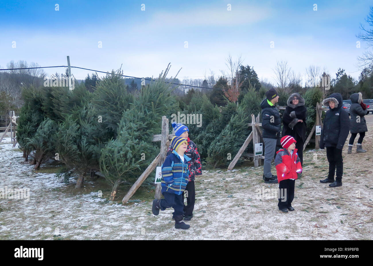 Christmas tree farm where people pick and cut their own selected tree ...