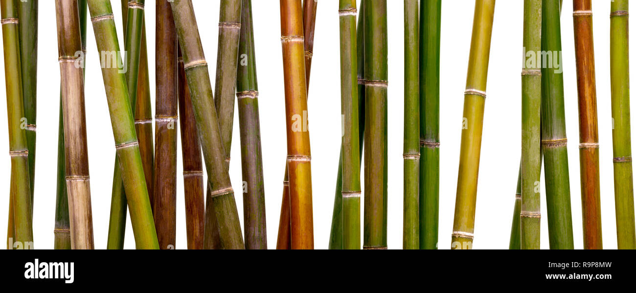 multicolored bamboo background, bamboo isolated on white background ...