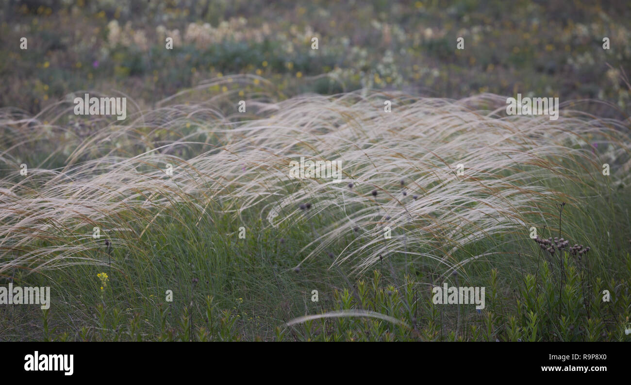 Stipa capillata as known as feather grass. Field of rare plant in the ...