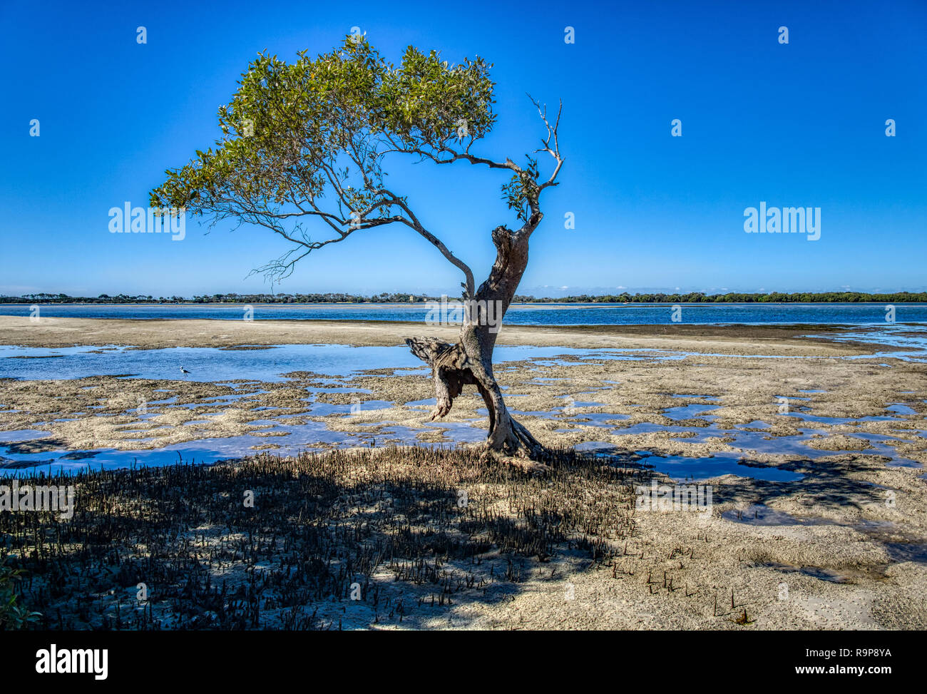 Lonely isolated mangrove tree on the beach, Queensland coastline ...