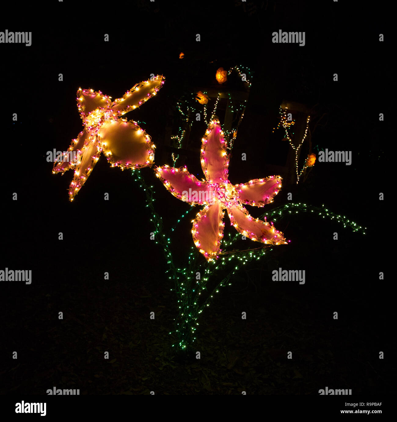 Christmas lights form flowers in the night Stock Photo - Alamy