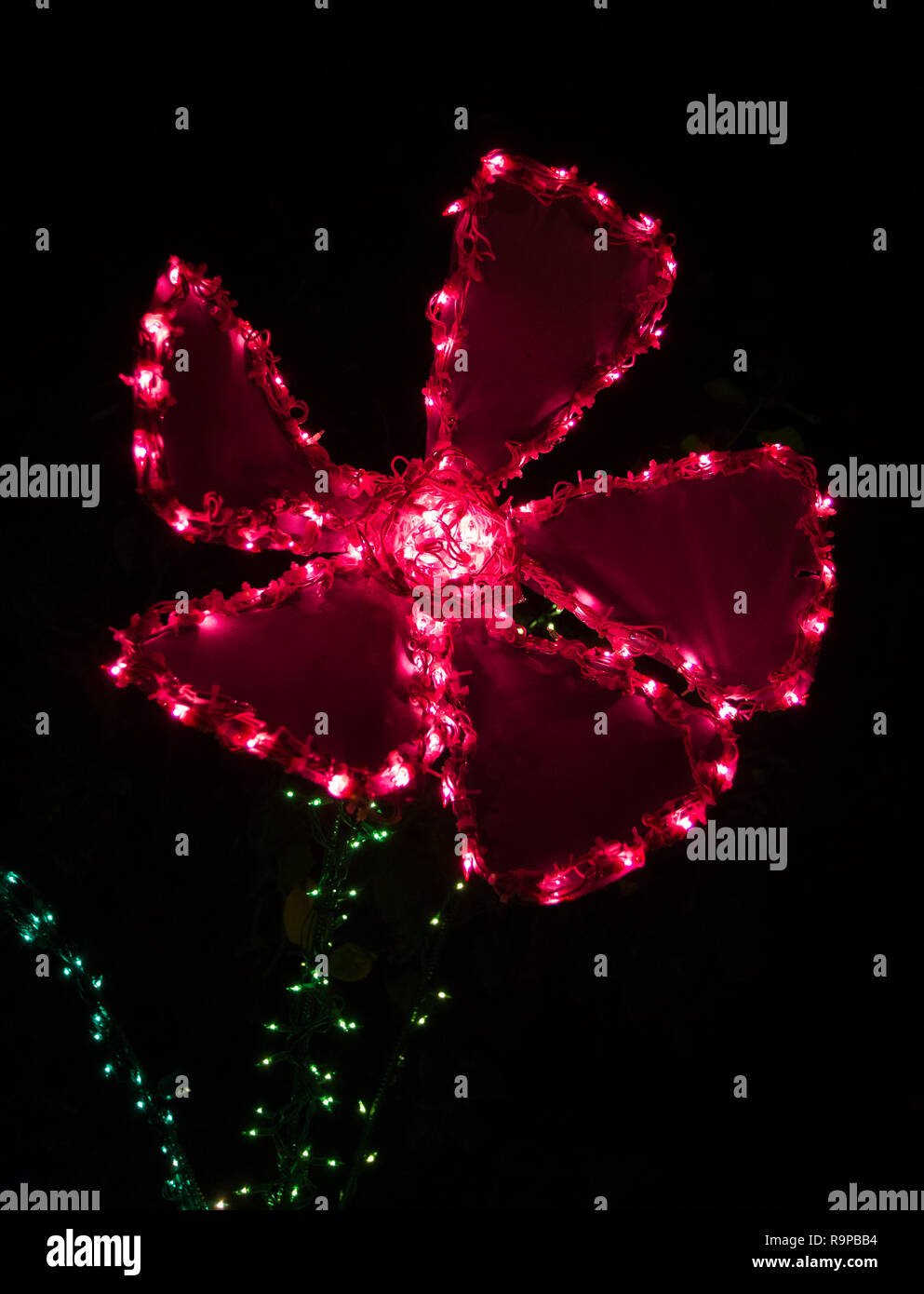 Star shaped daisy hi-res stock photography and images - Alamy