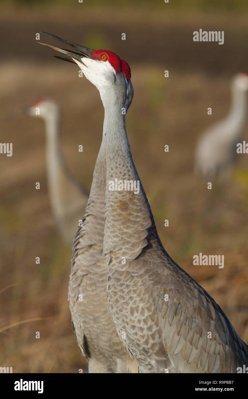 Honks hi-res stock photography and images - Alamy